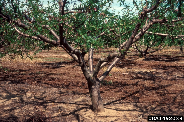 peach (Prunus persica (L.) Batsch)