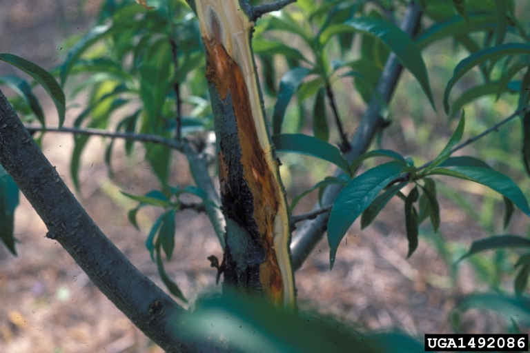 bacterial brown spot of bean/canker of stone fruit, twig blight ...