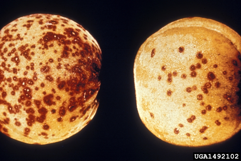 bacterial spot of stone fruits (Xanthomonas arboricola pv. pruni (Smith ...