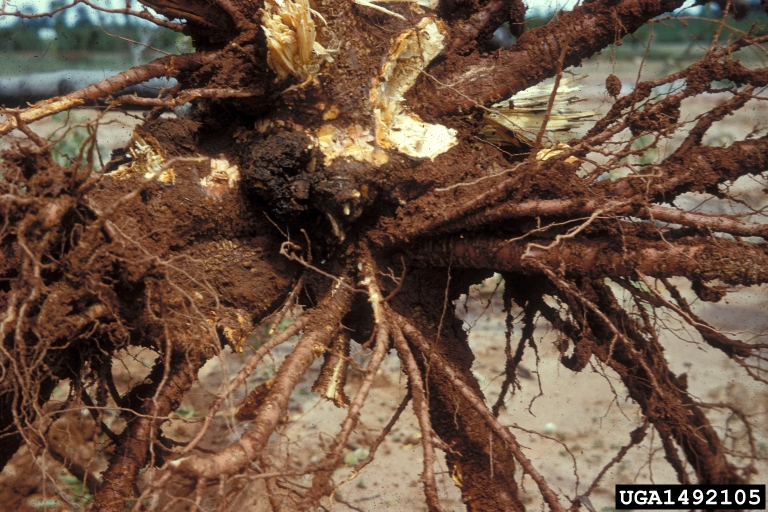 crown gall (Rhizobium radiobacter)
