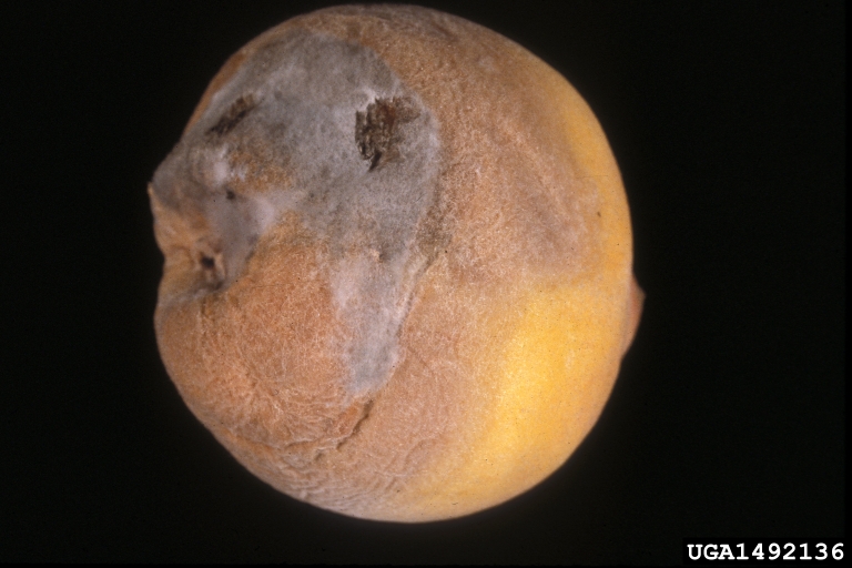 gray mold (Botrytis cinerea Pers.:Fr)