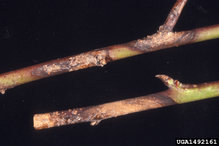 Phomopsis cankers and twig blights (Phomopsis spp. ) on peach (Prunus ...