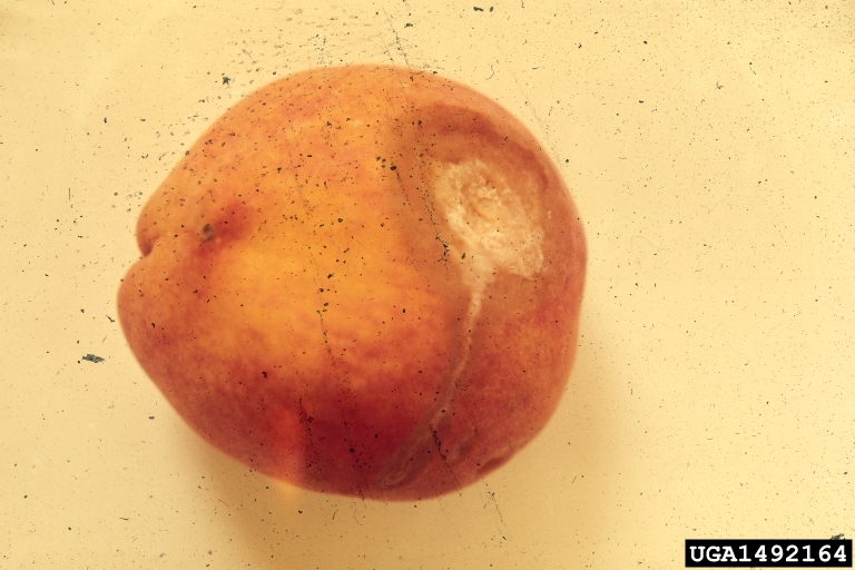 sour rot (Geotrichum candidum)