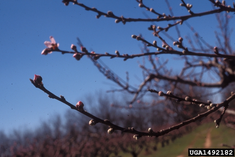peach (Prunus persica (L.) Batsch)