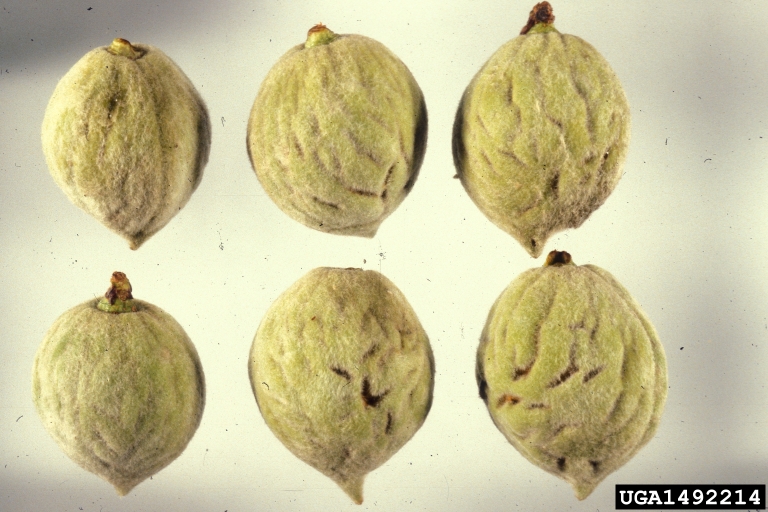 cold injury (low temperature)