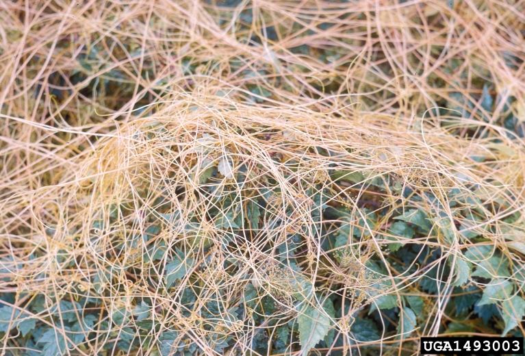 dodder (Genus Cuscuta L.)