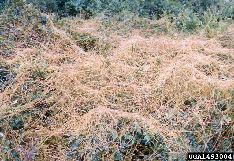 dodder (Genus Cuscuta L.)