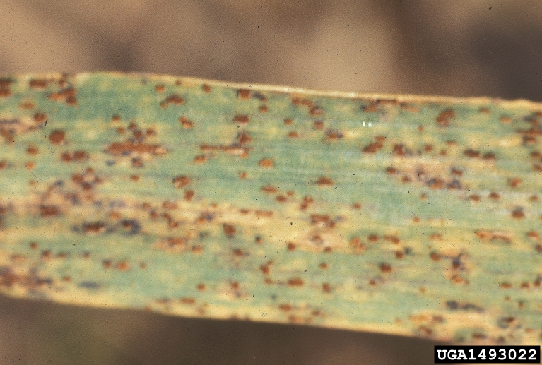 wheat stem rust (Puccinia graminis Pers.)