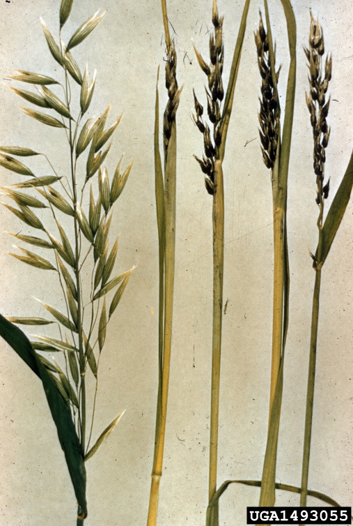 loose smut (Ustilago avenae (Pers.) Rostr.)