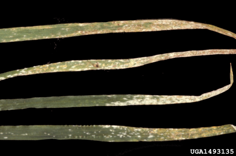 powdery mildew (Genus Oidium Link)