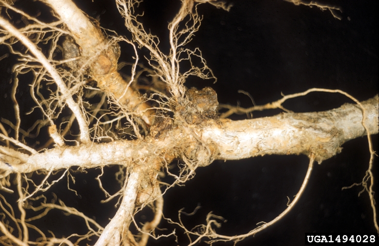 crown gall (Rhizobium radiobacter)