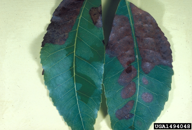 leaf blotch (Stagonospora nodorum)