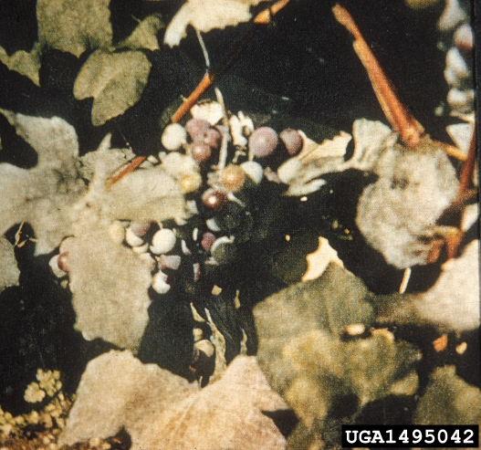grape (Genus Vitis)