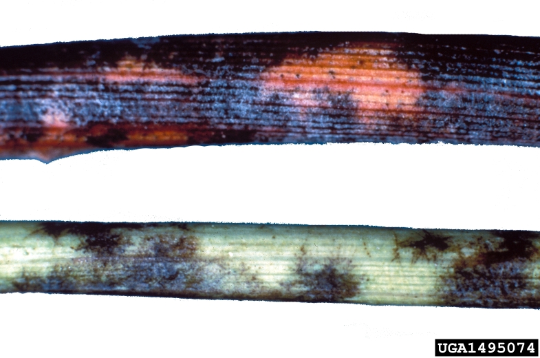 powdery mildew (Erysiphe necator Schwein.)