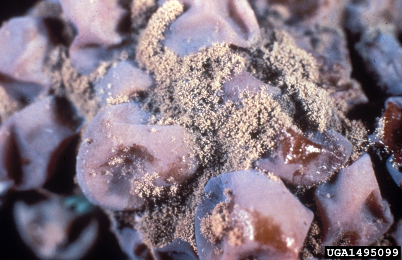 gray mold (Botrytis cinerea Pers.:Fr)