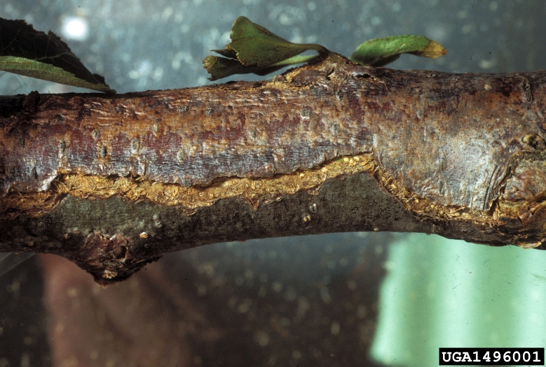 Botryosphaeria canker, white rot (Botryosphaeria dothidea (Moug.:Fr ...