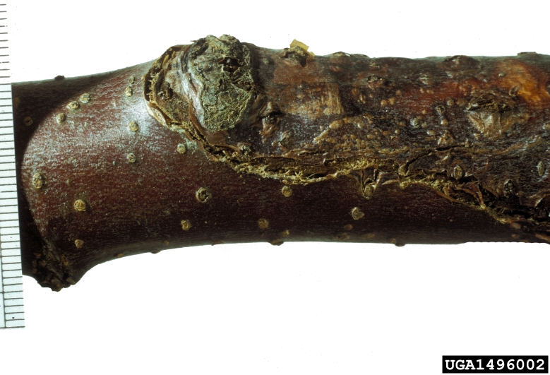 Botryosphaeria canker, white rot (Botryosphaeria dothidea (Moug.:Fr ...