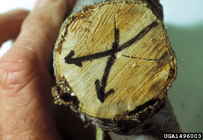 Botryosphaeria canker, white rot (Botryosphaeria dothidea (Moug.:Fr ...