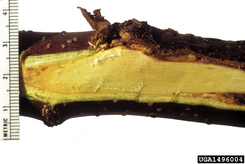 Botryosphaeria canker, white rot (Botryosphaeria dothidea)