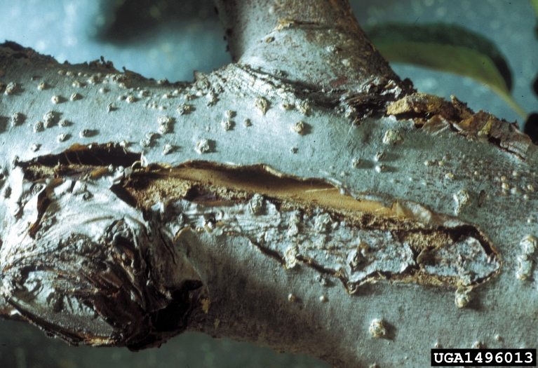 Botryosphaeria canker, white rot (Botryosphaeria dothidea)