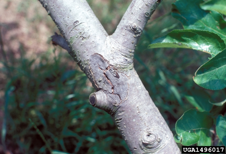 Botryosphaeria canker, white rot (Botryosphaeria dothidea (Moug.:Fr ...