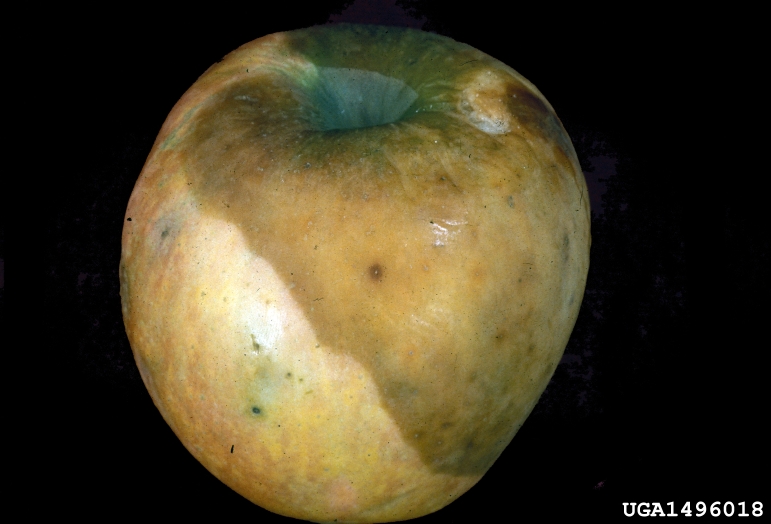 Botryosphaeria canker, white rot (Botryosphaeria dothidea)