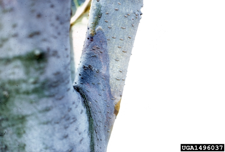 Botryosphaeria canker, white rot (Botryosphaeria dothidea)