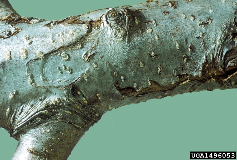 Botryosphaeria canker, white rot (Botryosphaeria dothidea)