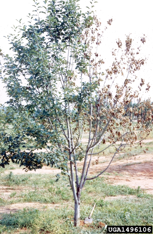 Botryosphaeria canker, white rot (Botryosphaeria dothidea)