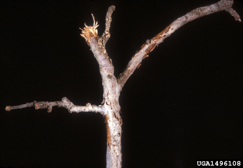 Botryosphaeria canker, white rot (Botryosphaeria dothidea (Moug.:Fr ...