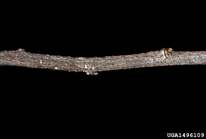 Botryosphaeria canker, white rot (Botryosphaeria dothidea (Moug.:Fr ...