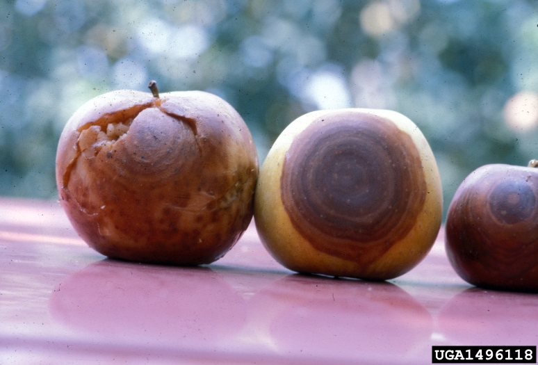 Botryosphaeria canker, white rot (Botryosphaeria dothidea (Moug.:Fr ...