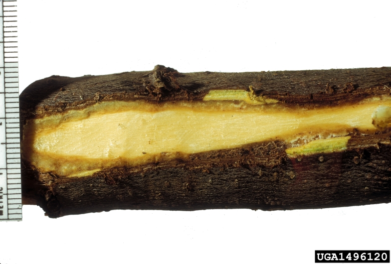 Botryosphaeria canker, white rot (Botryosphaeria dothidea (Moug.:Fr ...
