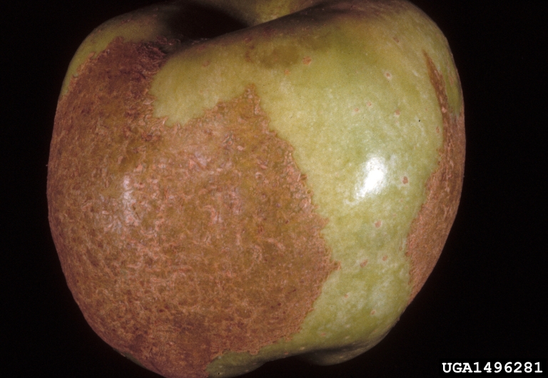 frost and winter injury (general)