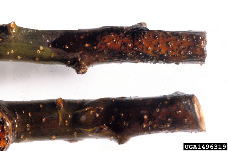 Botryosphaeria canker, white rot (Botryosphaeria dothidea (Moug.:Fr ...