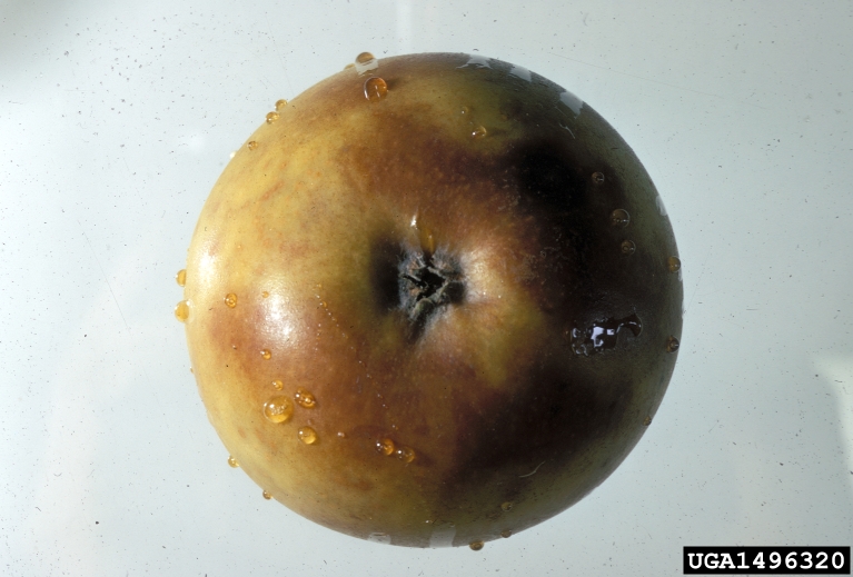 Botryosphaeria canker, white rot (Botryosphaeria dothidea (Moug.:Fr ...