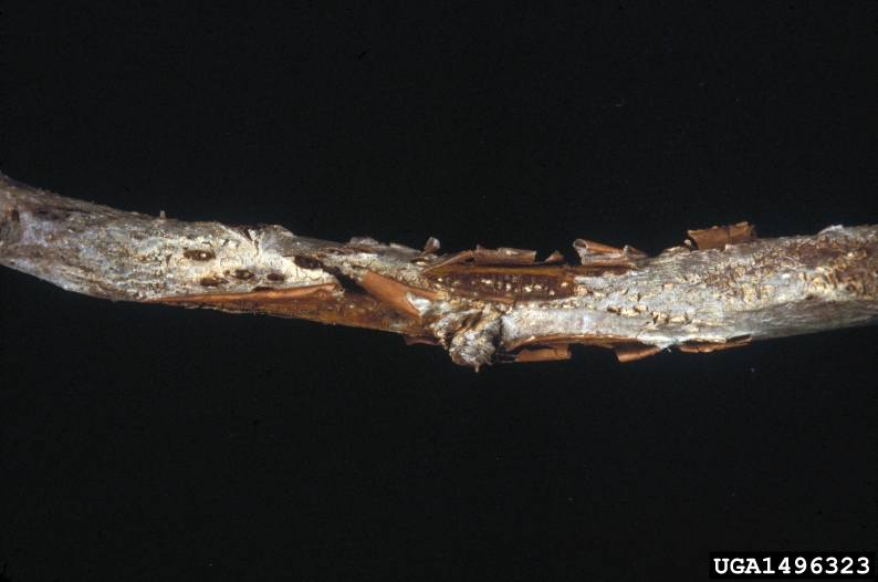 Botryosphaeria canker, white rot (Botryosphaeria dothidea)