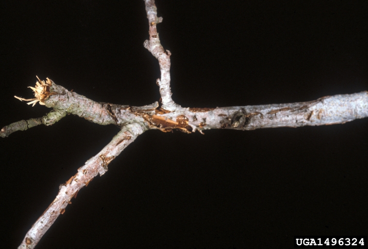 Botryosphaeria canker, white rot (Botryosphaeria dothidea (Moug.:Fr ...