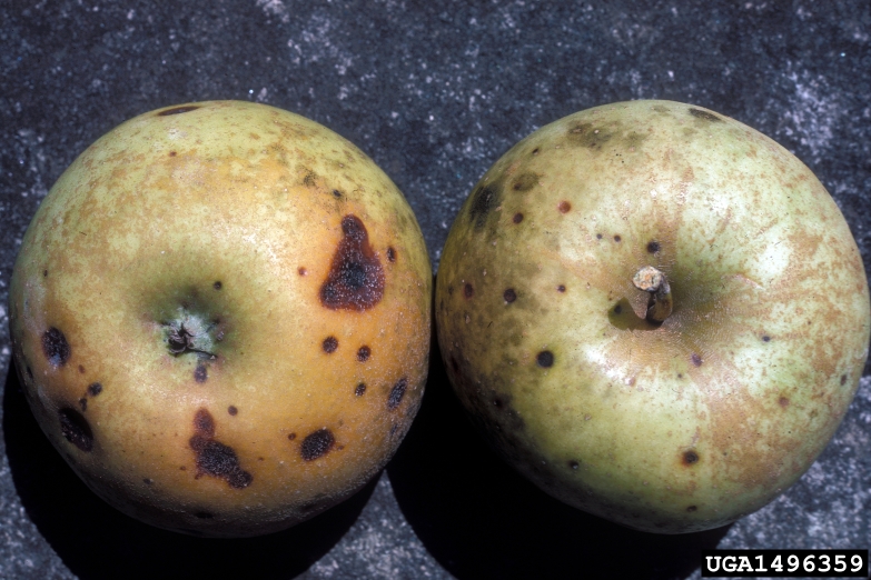 black rot (Botryosphaeria obtusa)