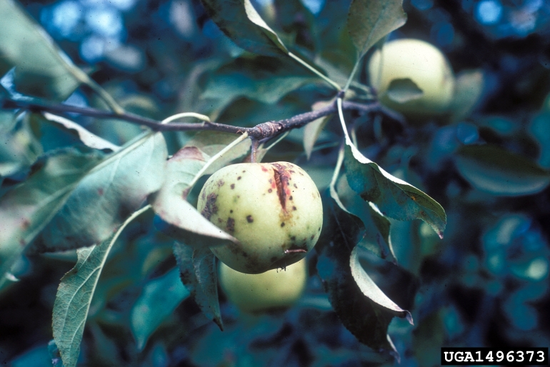 black rot (Botryosphaeria obtusa)