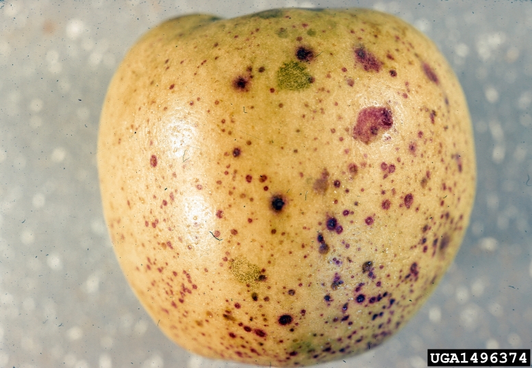 bitter rot and anthracnose (Colletotrichum gloeosporioides (Penz.) Penz ...