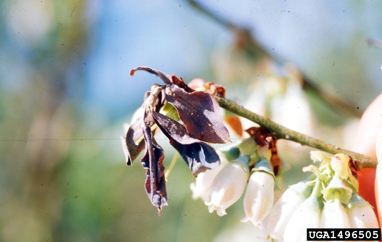 mummy berry (Monilinia vaccinii-corymbosi)