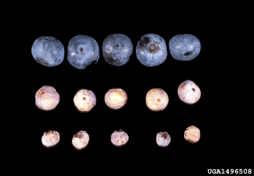 mummy berry (Monilinia vaccinii-corymbosi)