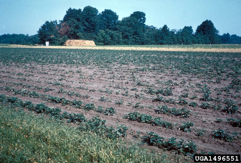 strawberry leaf spot (Mycosphaerella fragariae)