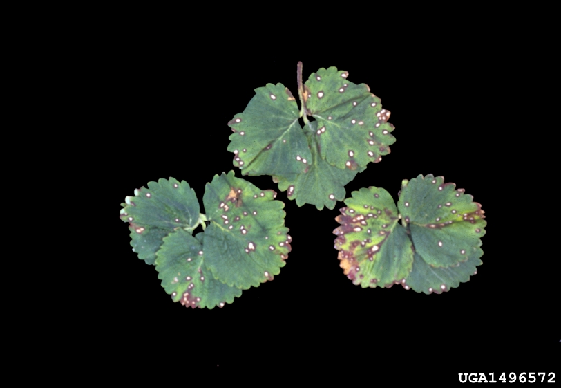 strawberry leaf spot (Mycosphaerella fragariae)