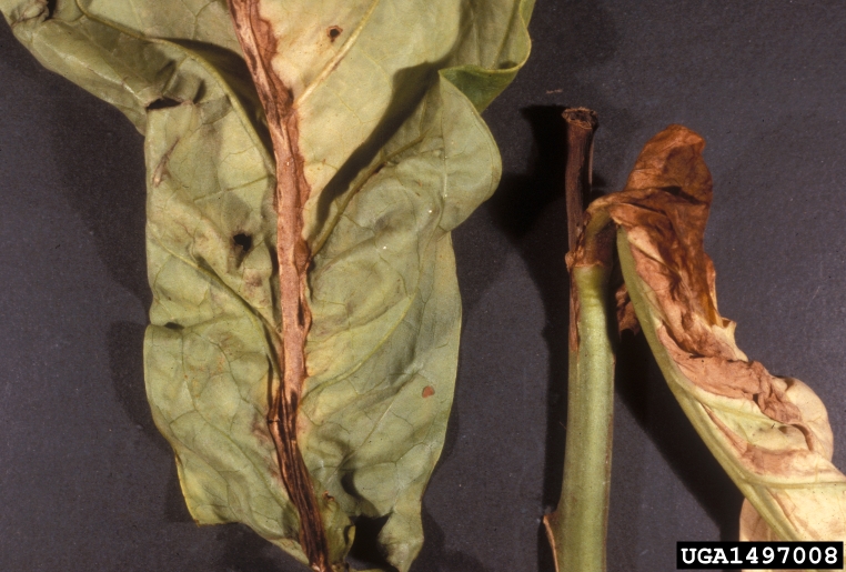 bacterial hollow stalk (Erwinia aroideae)