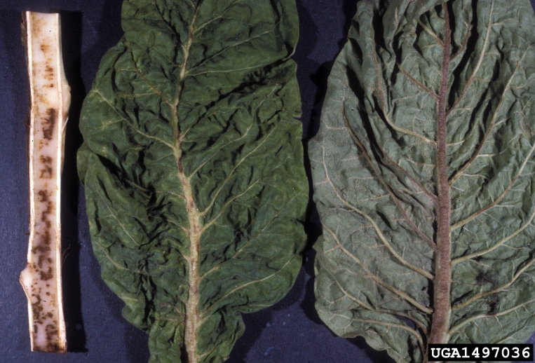 potato virus Y (PVY) (Potyvirus Potato virus Y)