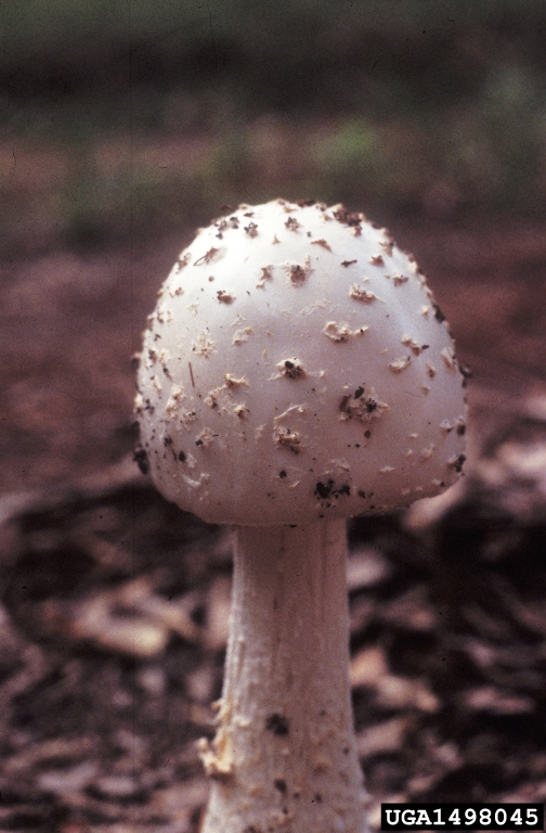 Amanita mushroom (Genus Amanita Pers.)