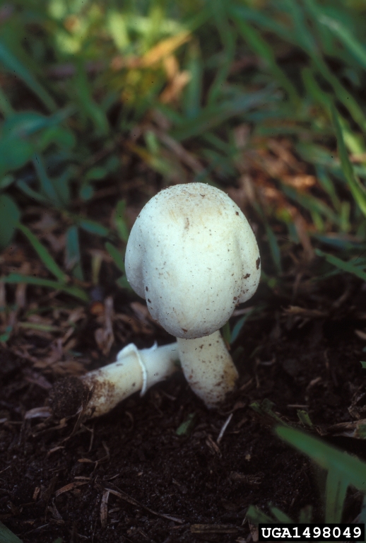 Agaric mushroom (Genus Agaricus L.)