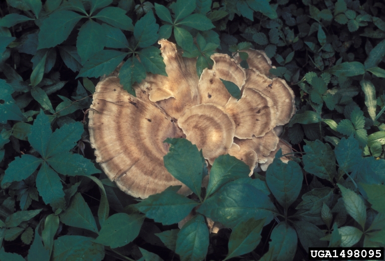Meripilus mushroom (Meripilus sumstinei (Murrill) M.J. Larsen & Lombard ...
